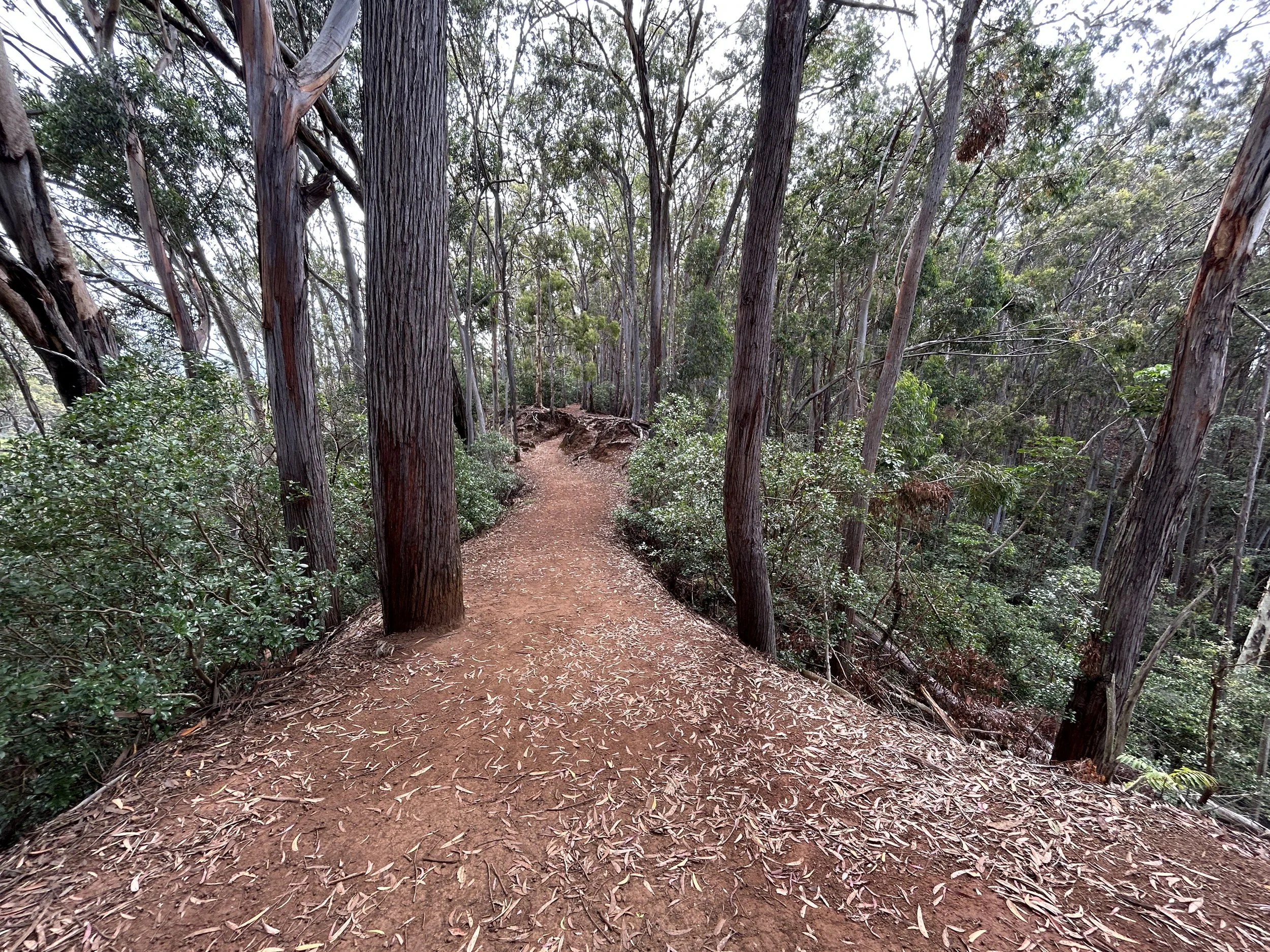 Hiking the Kalauao Falls Loop Trail on Oʻahu, Hawaiʻi — noahawaii