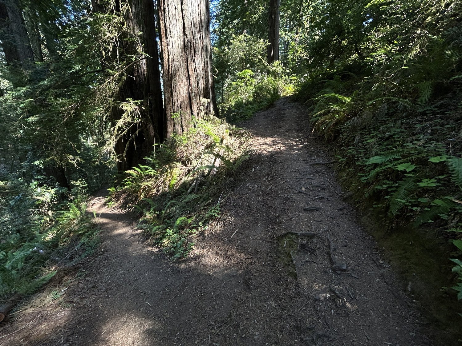 Hiking the Redwood Nature Trail on the Oregon Coast — noahawaii