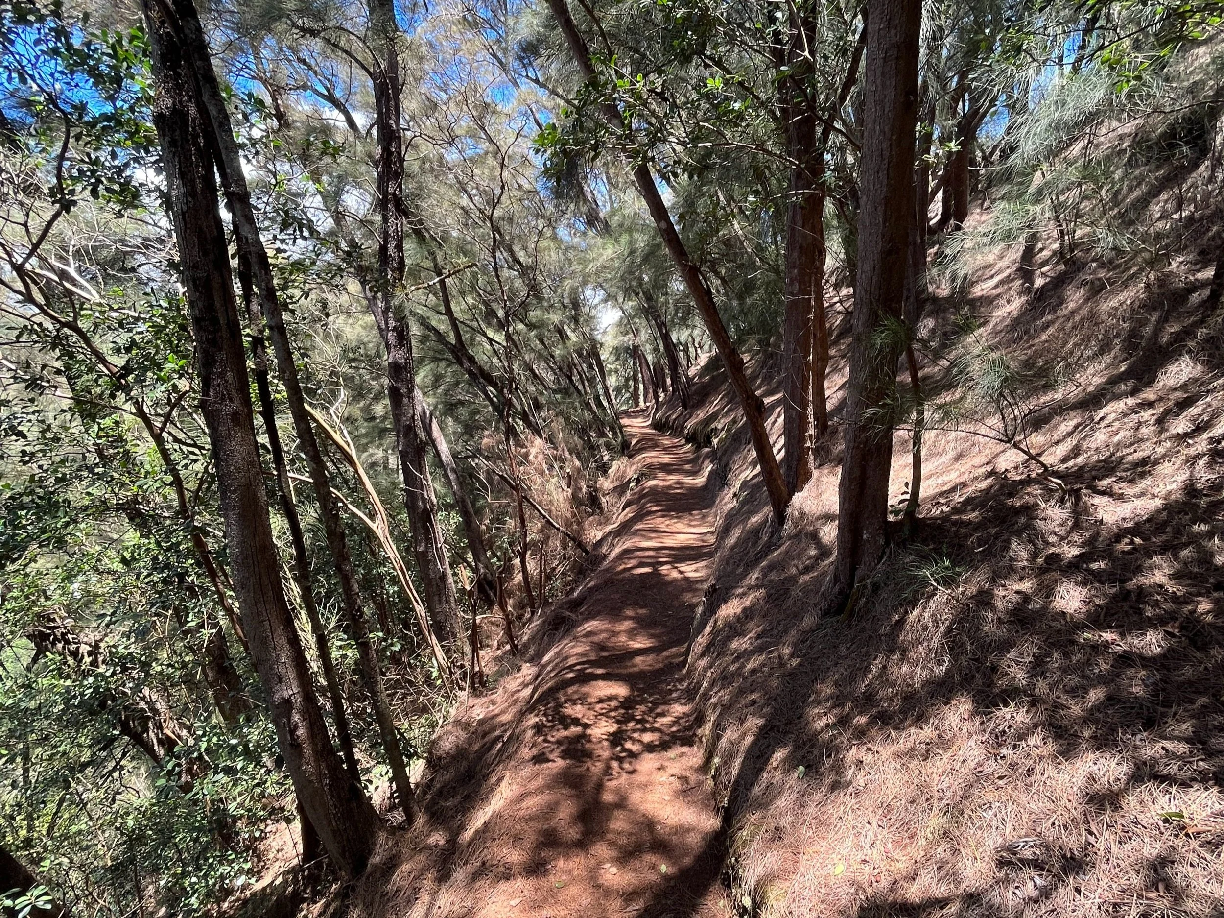 Hiking the Waʻahila Ridge Trail to Mt. Olympus (ʻAwaʻawaloa) on Oʻahu ...