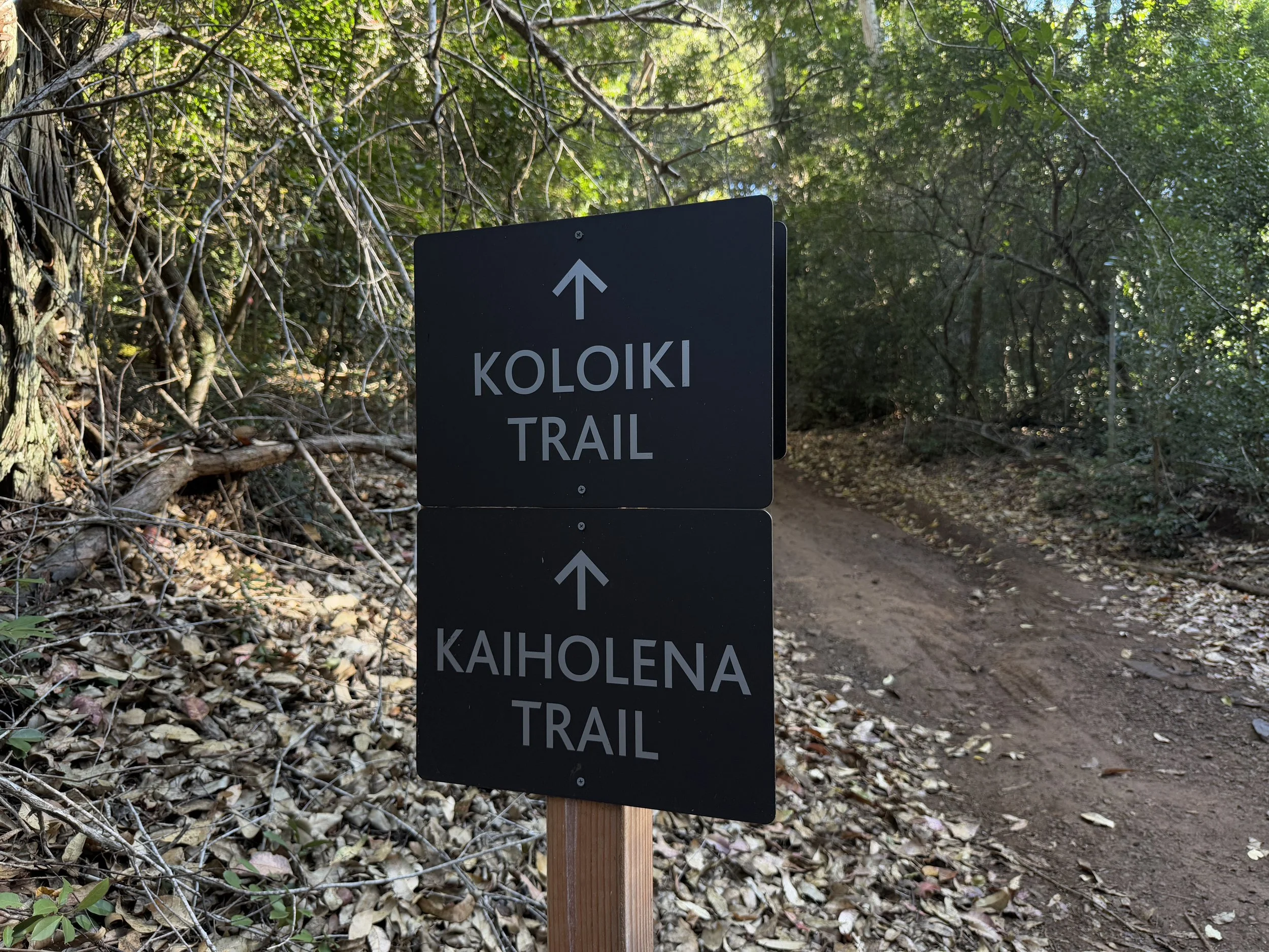 Hiking the Koloiki Ridge-Kaiholena Ridge Loop Trail on Lānaʻi, Hawaiʻi ...