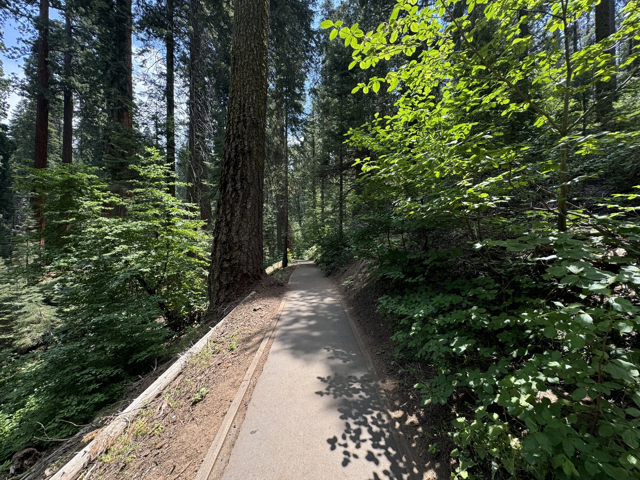 Hiking the Big Trees Trail in Sequoia National Park — noahawaii