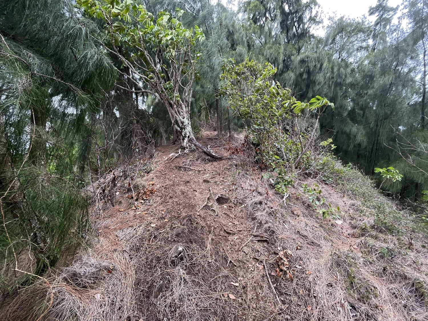 Hiking the Pride Rock Trail: Southeast Ridge of Puʻu ʻŌhulehule on ...