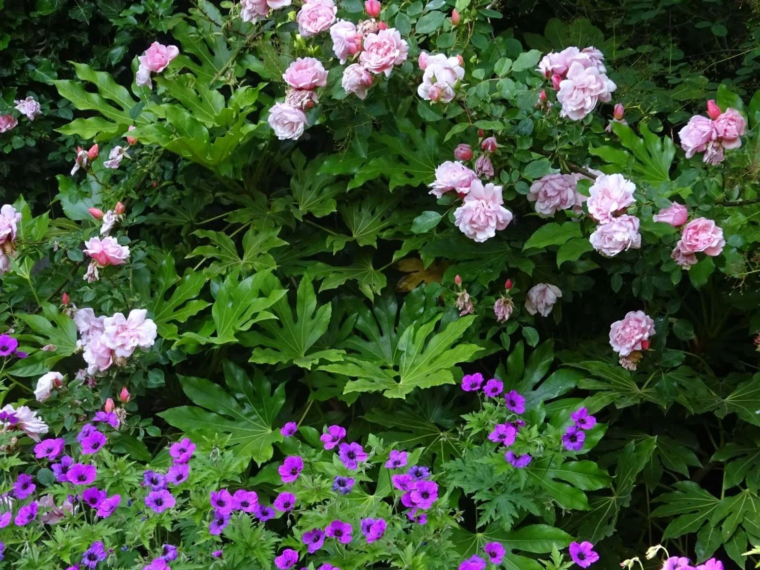 Flower-filled garden in Ealing (W5) — Jane Ashley Garden Design - Award ...
