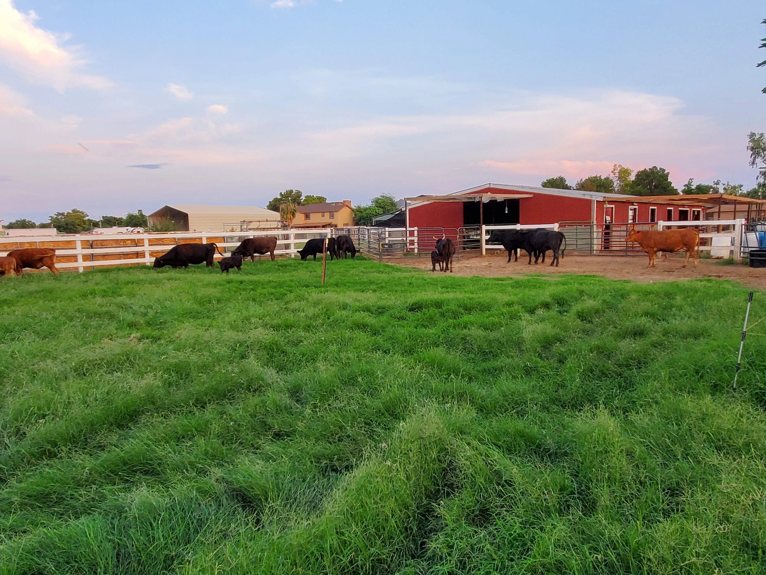 About — Blue Pine Ranch