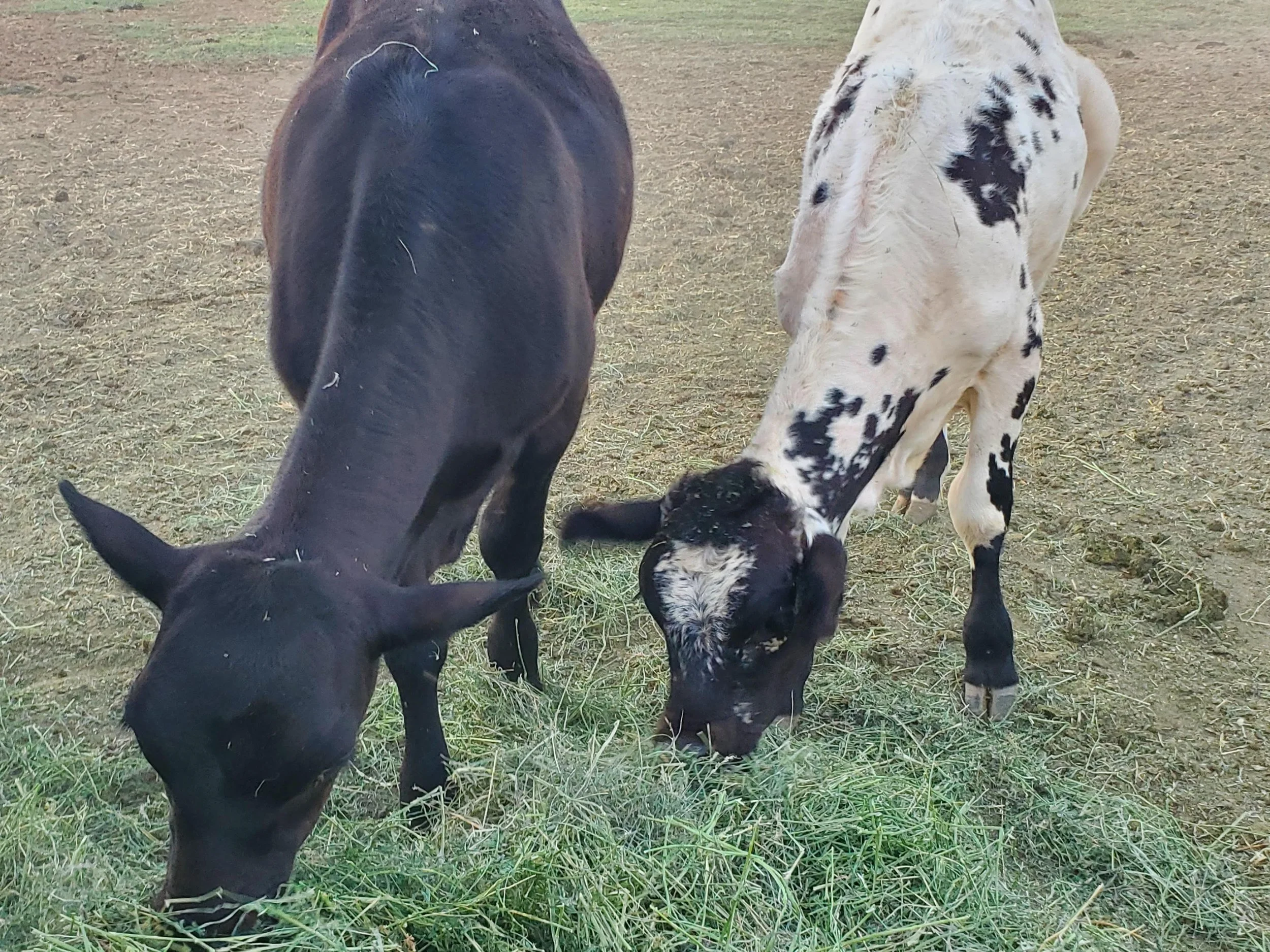 About — Blue Pine Ranch