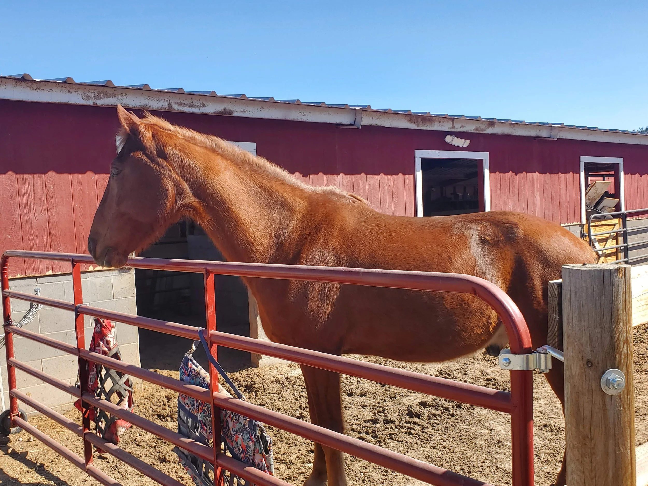 About — Blue Pine Ranch