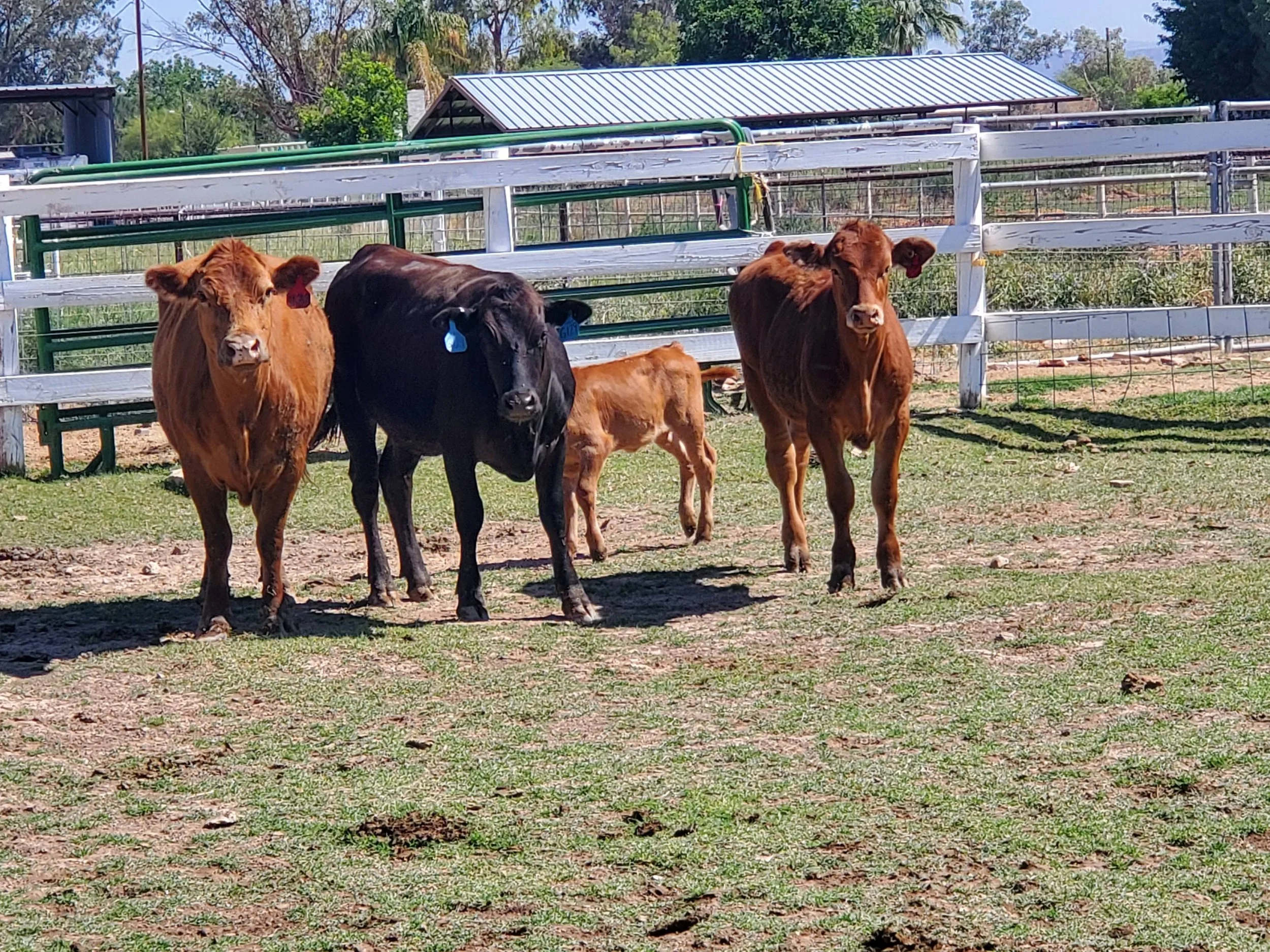 Blue Pine Ranch | High Quality Meats | Naturally Grown Wagyu, Angus ...