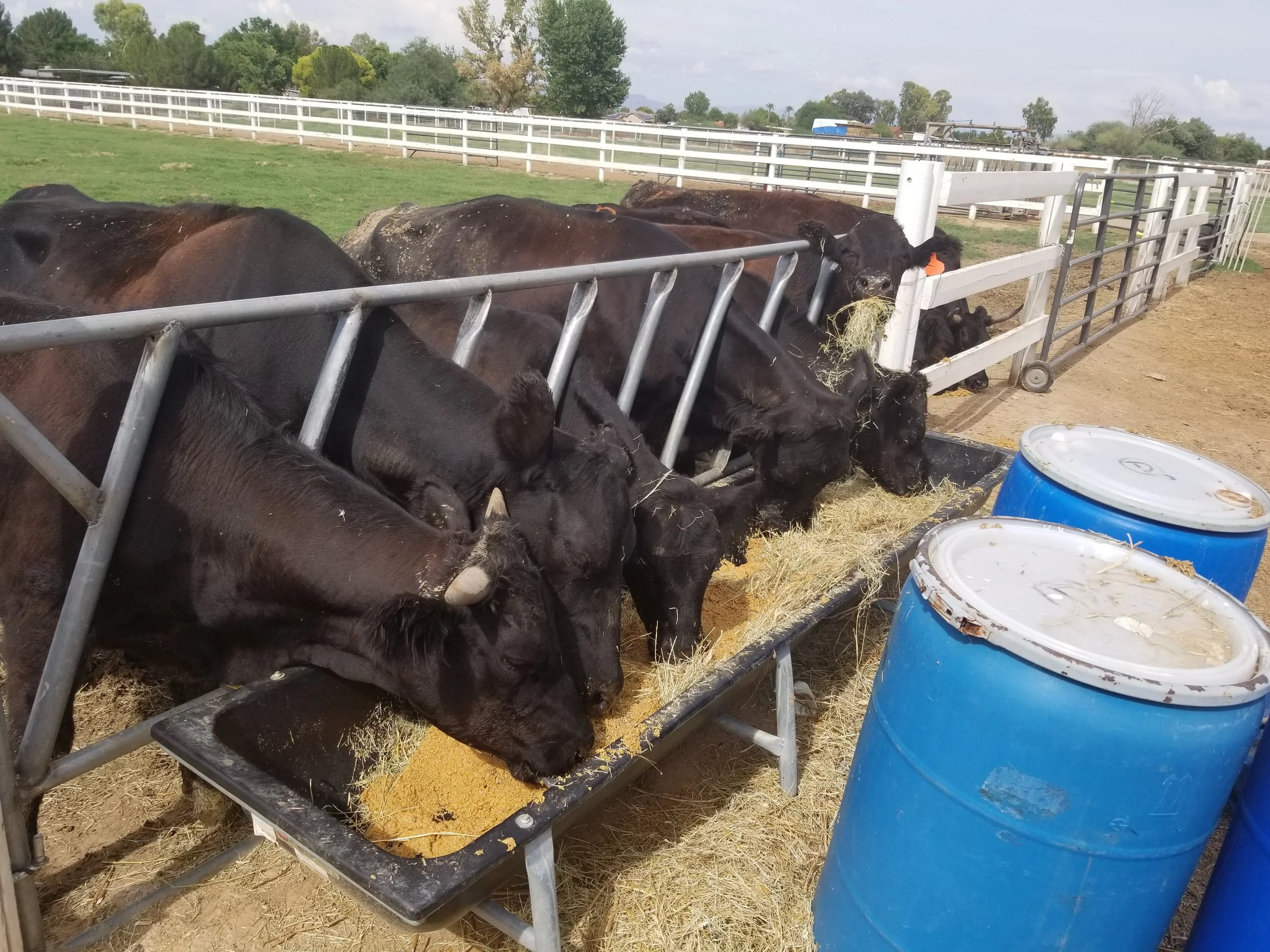 Blue Pine Ranch | High Quality Meats | Naturally Grown Wagyu, Angus ...