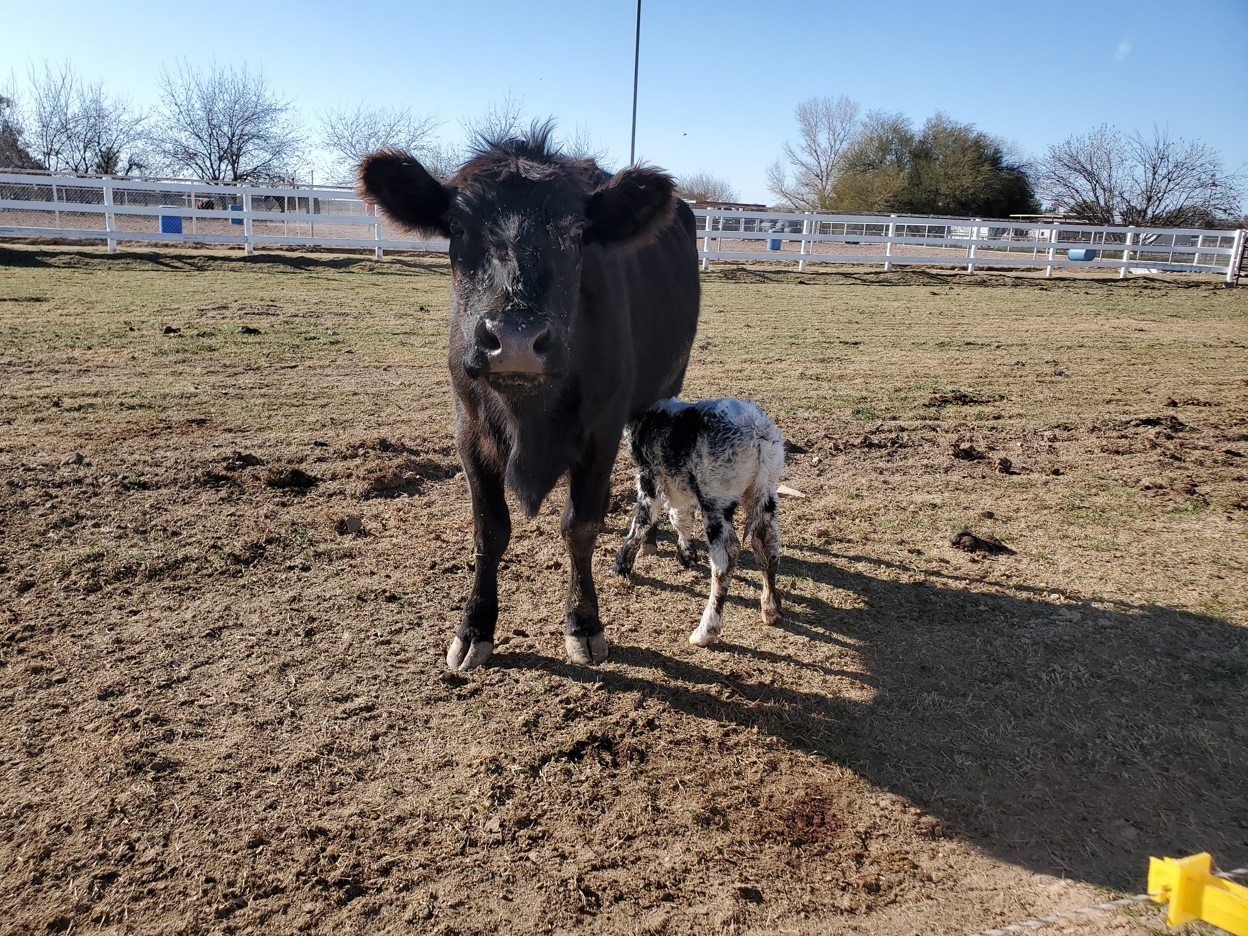Blue Pine Ranch | High Quality Meats | Naturally Grown Wagyu, Angus ...