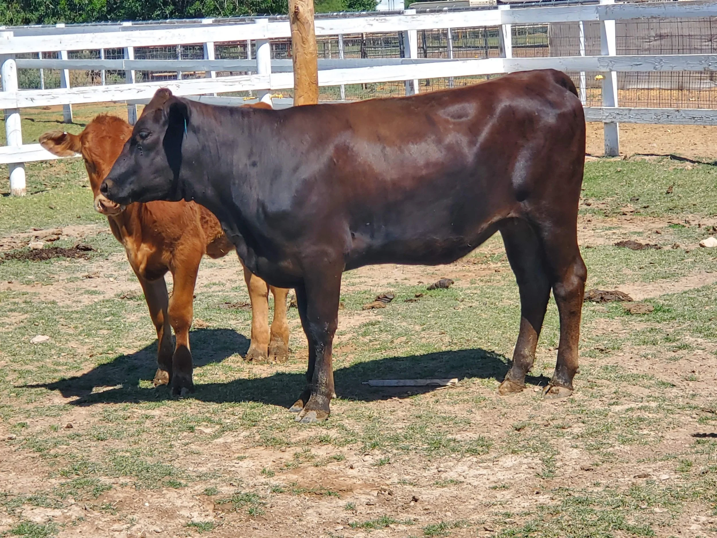 About — Blue Pine Ranch