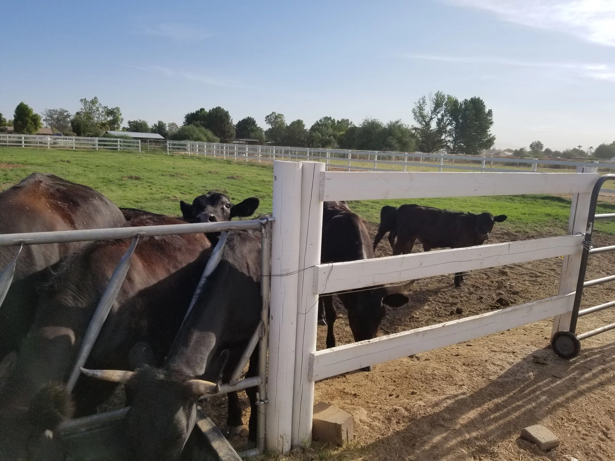 About — Blue Pine Ranch