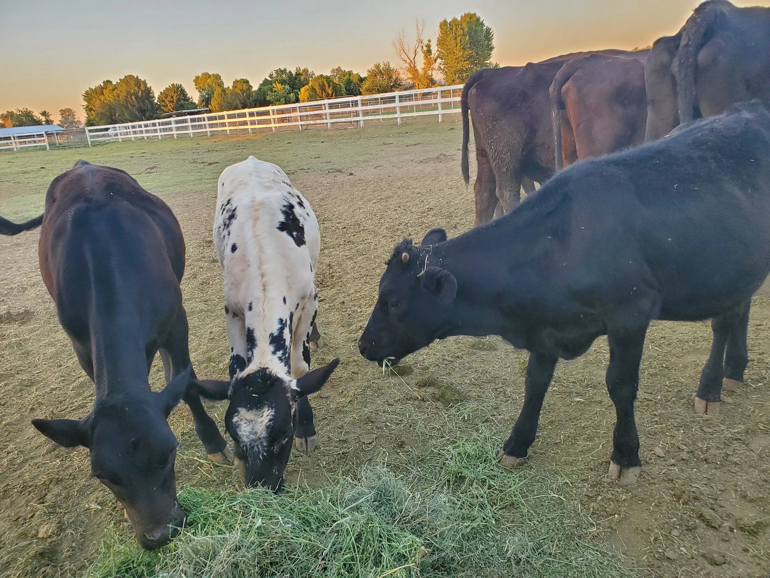 About — Blue Pine Ranch