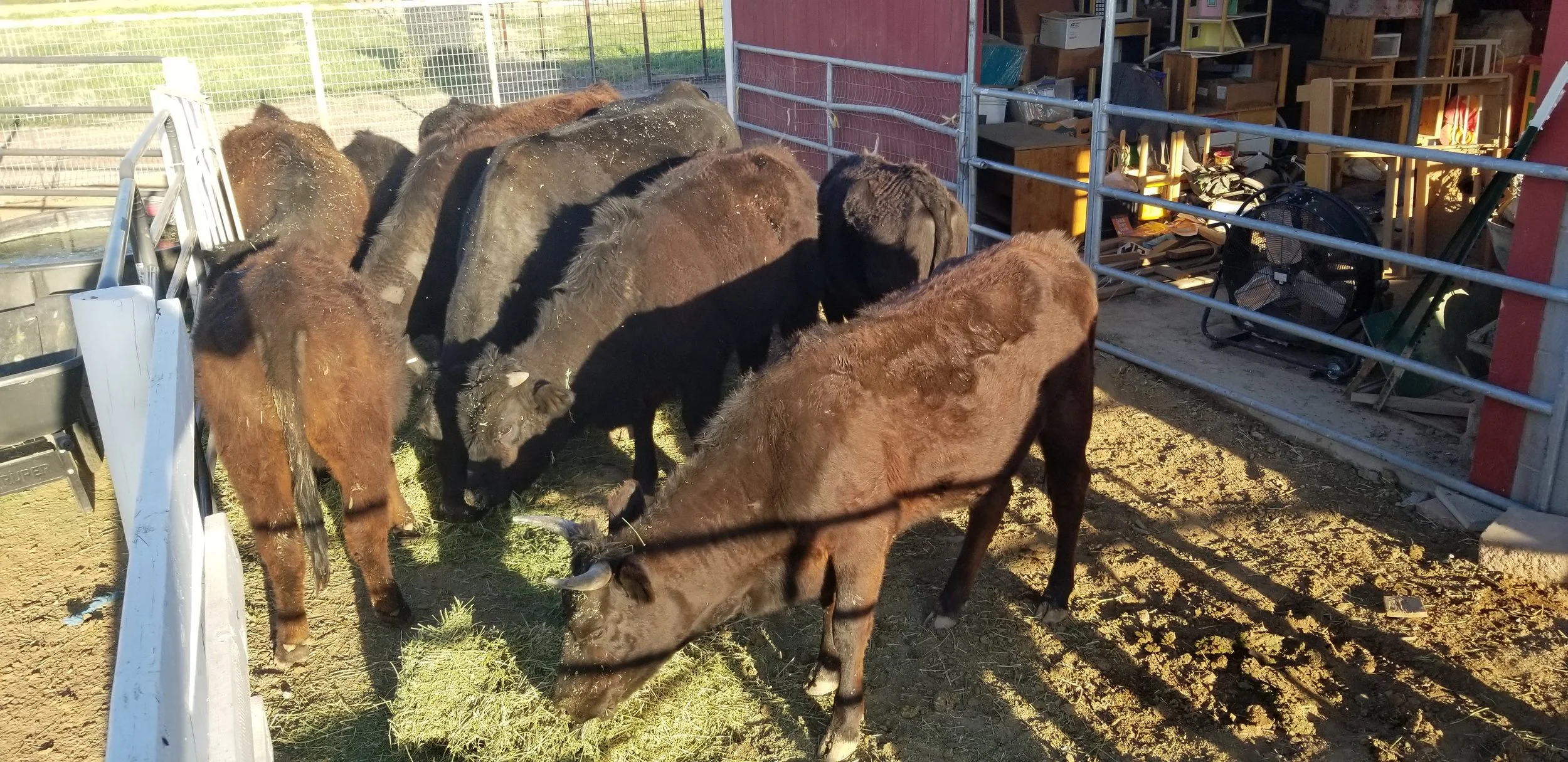 About — Blue Pine Ranch