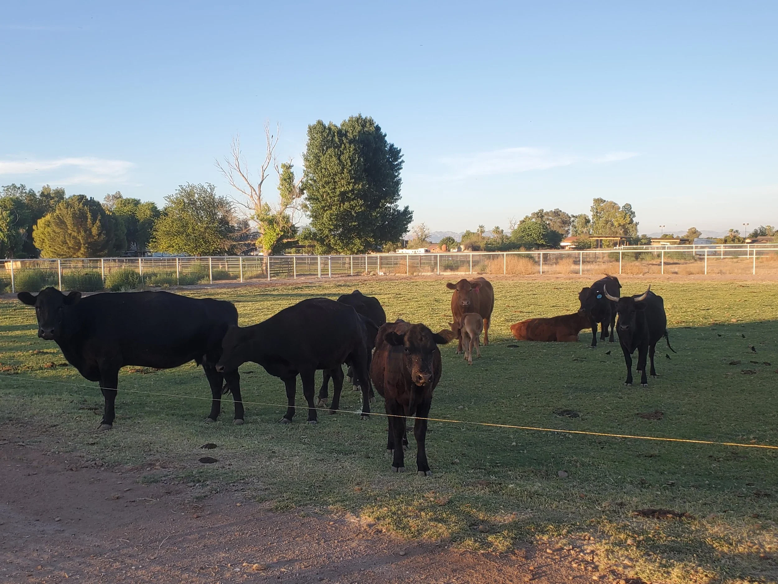 Blue Pine Ranch | High Quality Meats | Naturally Grown Wagyu, Angus ...