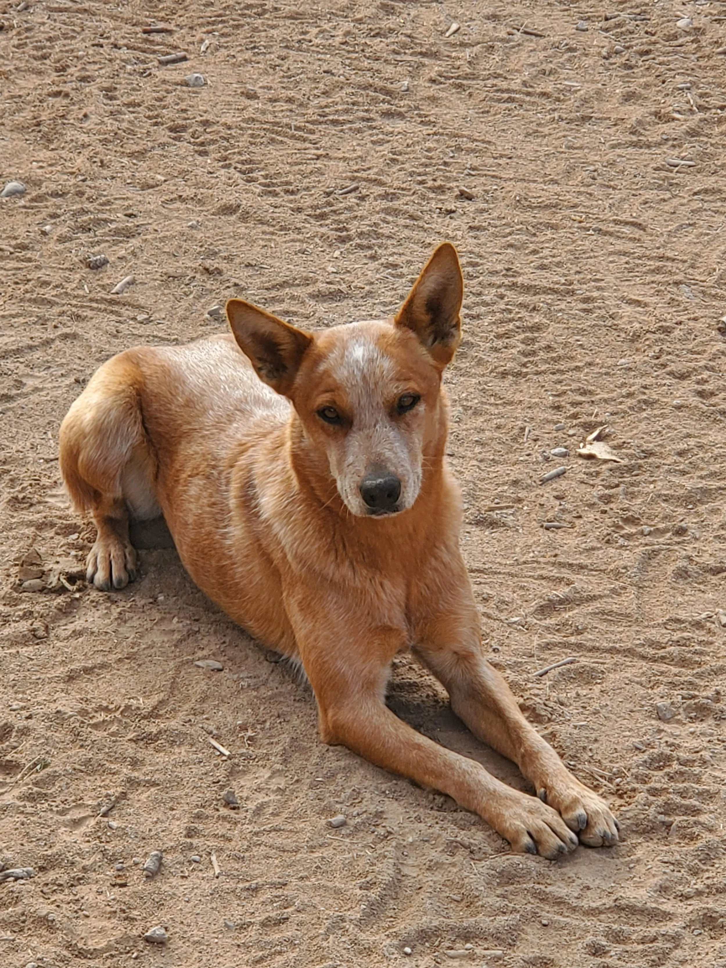 About — Blue Pine Ranch