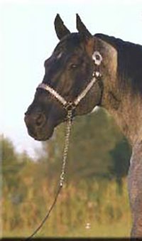 Stallions — Lauing Ranch Quarter Horses