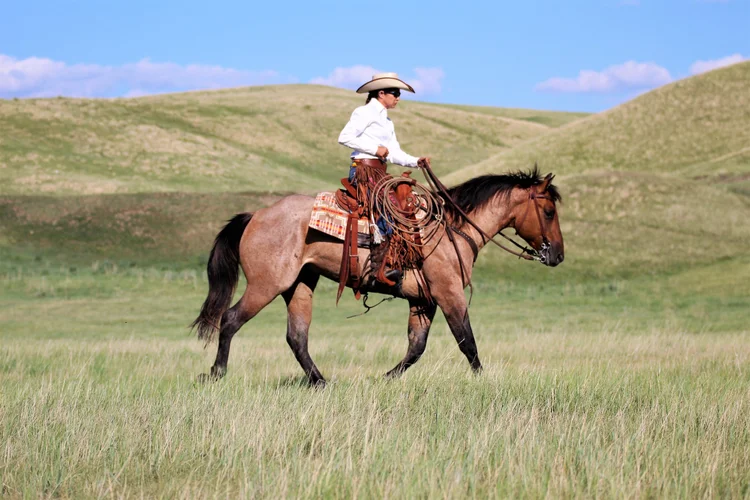 Lauing Ranch Quarter Horses