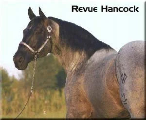 Revue Hancock — Lauing Ranch Quarter Horses