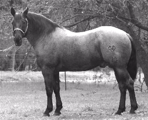 Revue Hancock — Lauing Ranch Quarter Horses