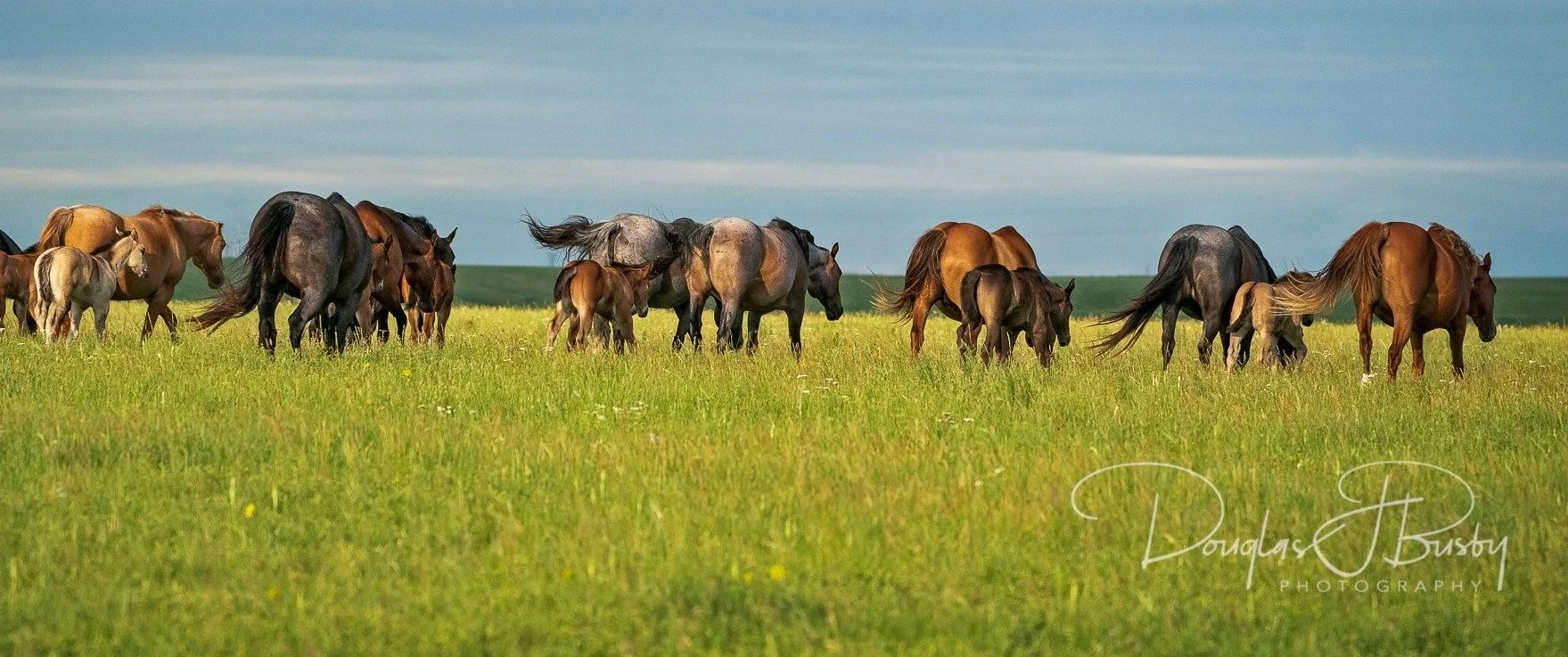 Blue Fox Hancock — Lauing Ranch Quarter Horses
