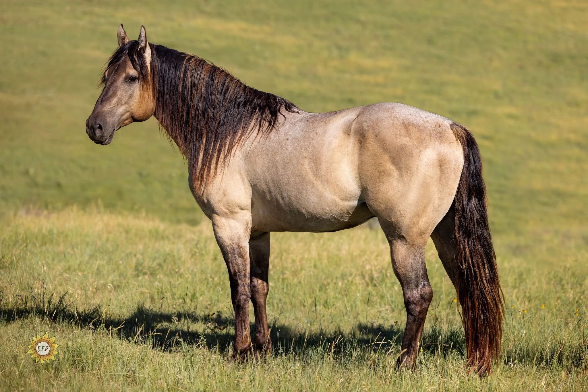 LR Blue Boys Bonnet — Lauing Ranch Quarter Horses