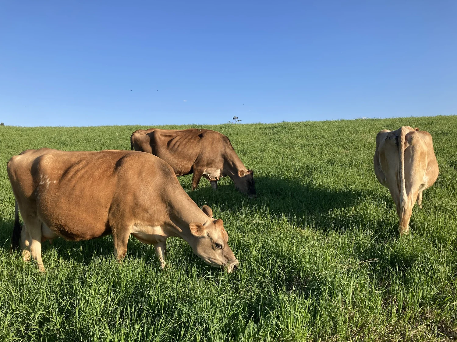 Columbia Community Creamery