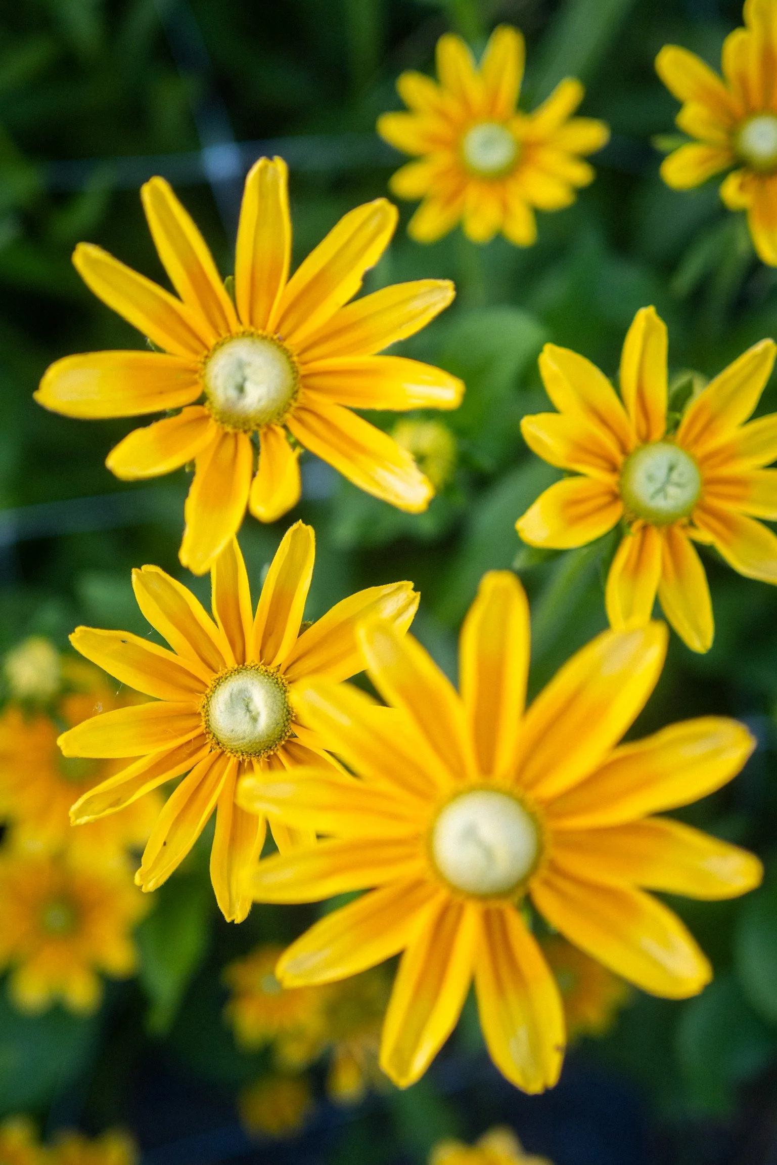 Fields of Joy Flower Co.