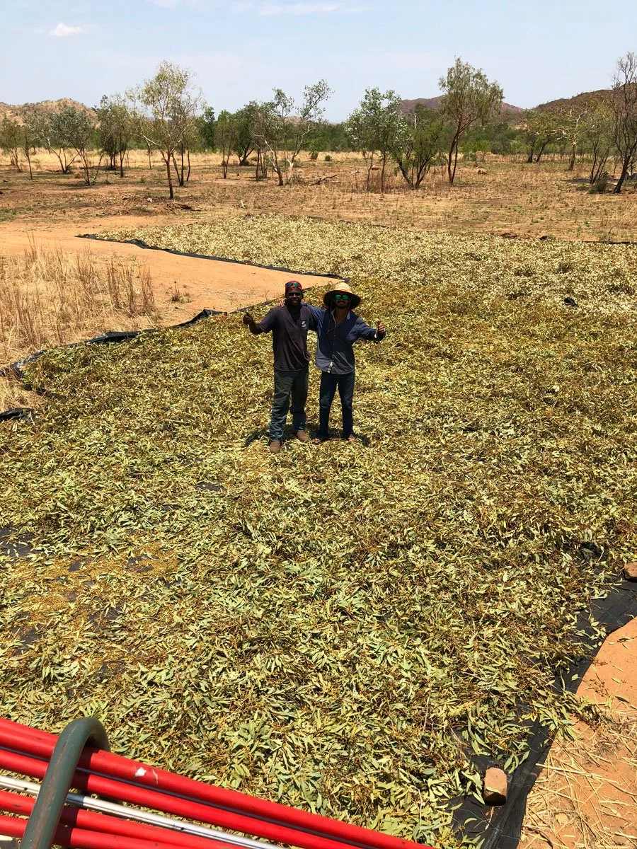 Projects — Top End Seeds