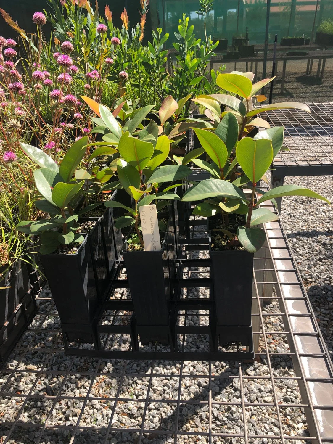 Projects — Top End Seeds