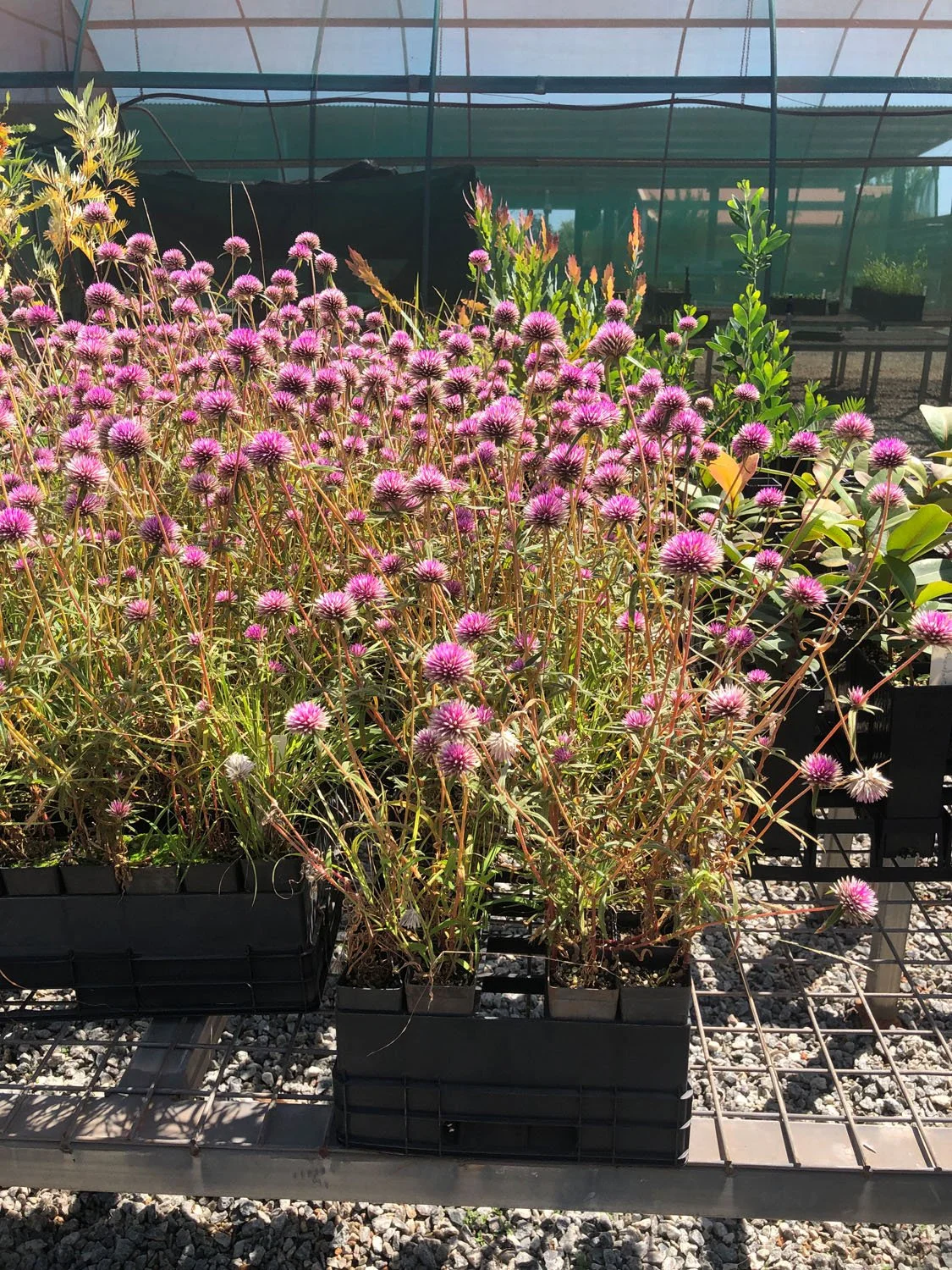 Projects — Top End Seeds