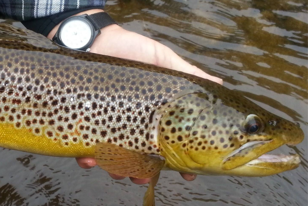 Fly fishing Vermont Battenkill, Walloomsac, Mettawee, Otter Creek, East ...