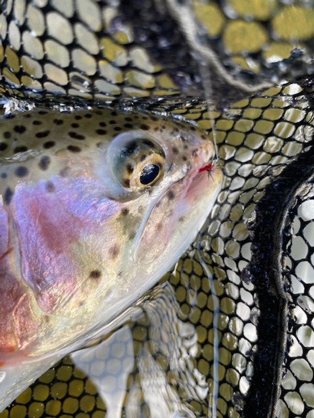 Vermont's best trout flies — Vermont Fishing Trips