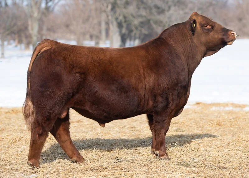 Herd Sires — Redd Ranches