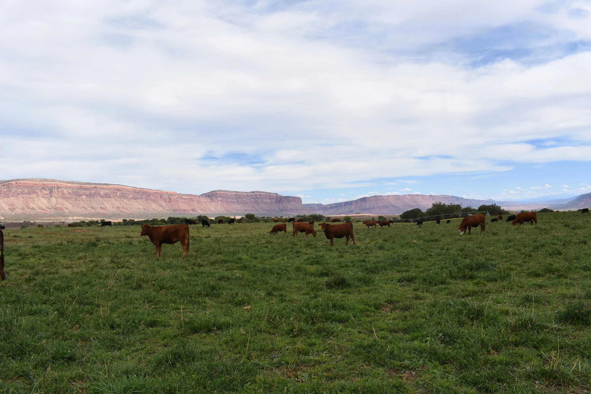 Sale — Redd Ranches