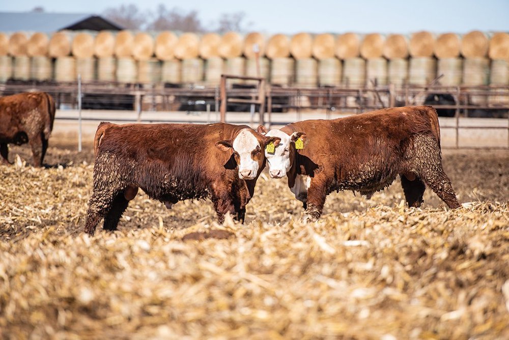 Herd Sires — Redd Ranches