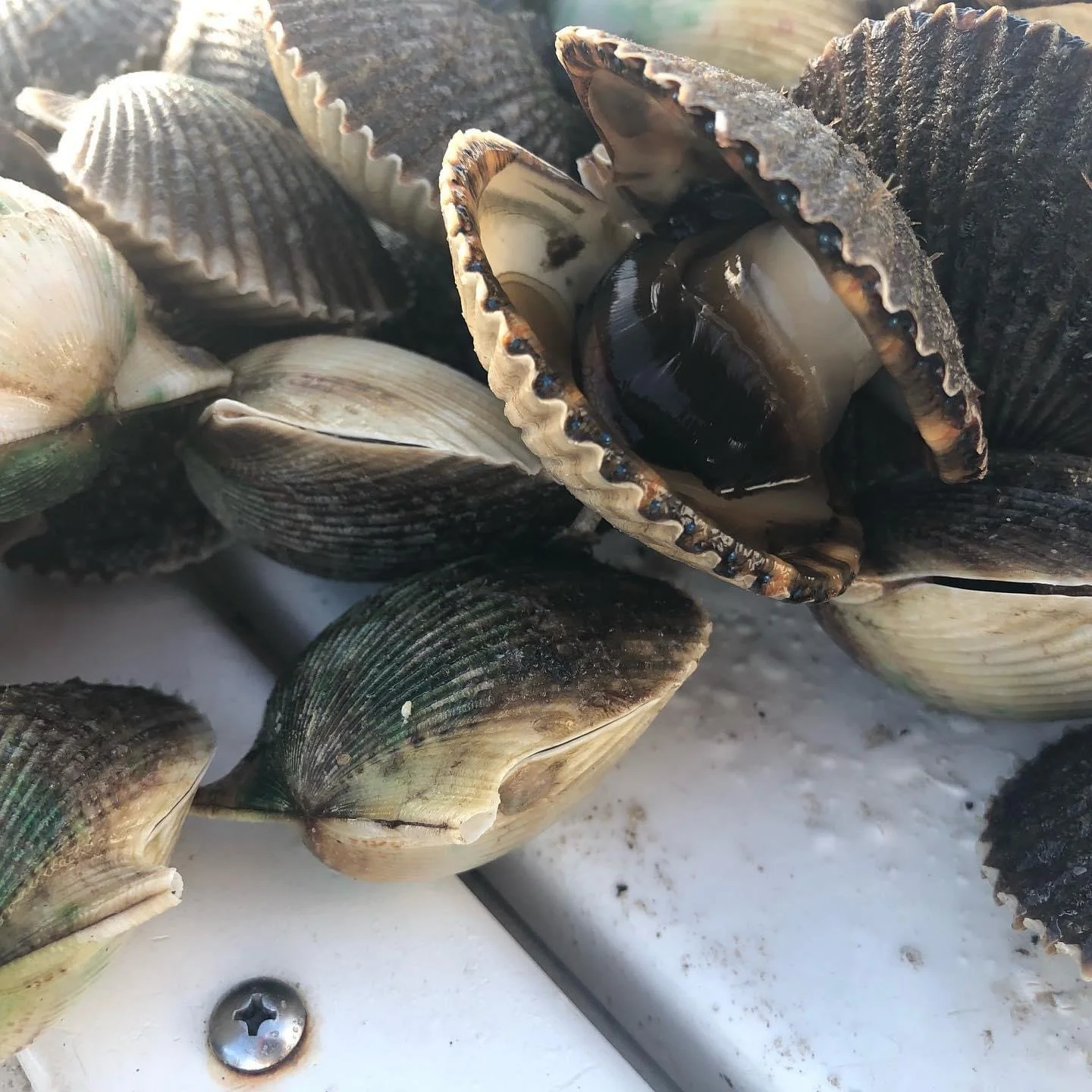 Scalloping in North Florida — Coast Runner Outfitters