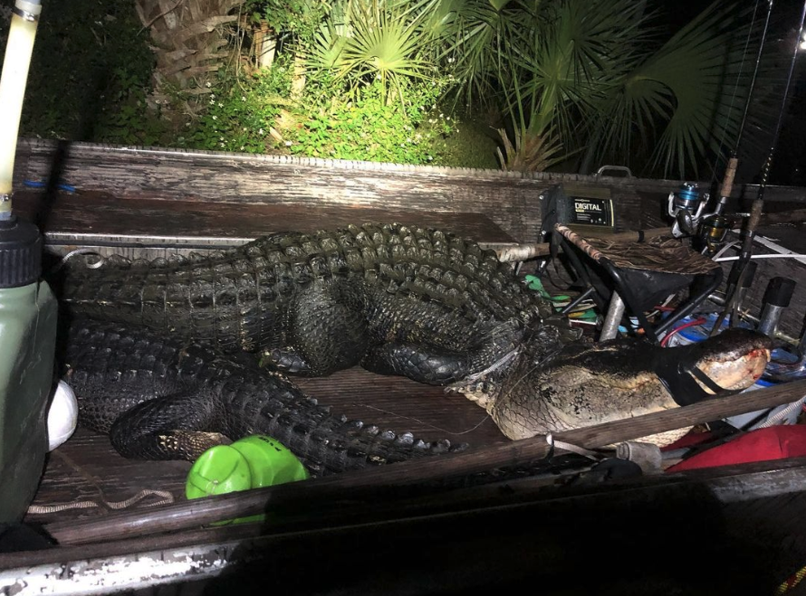 Gator Hunting Florida — Coast Runner Outfitters