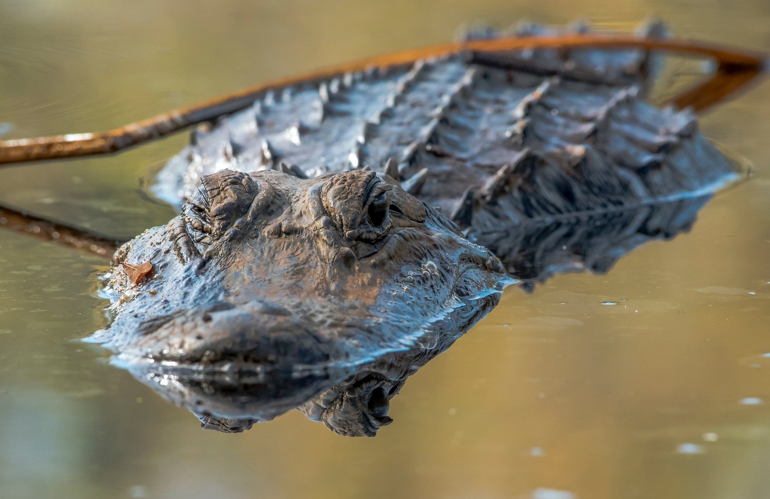Gator Hunting Florida — Coast Runner Outfitters