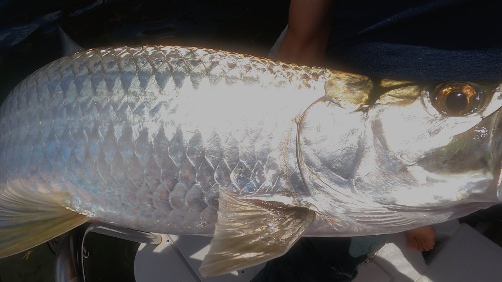 Top Ten Game Fish in Puerto Rico — Curate Fishing