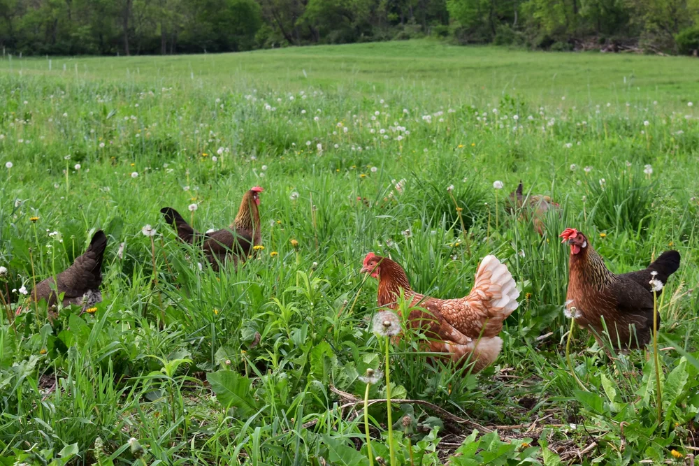 Our Practices: An Overview — Prairie Foods