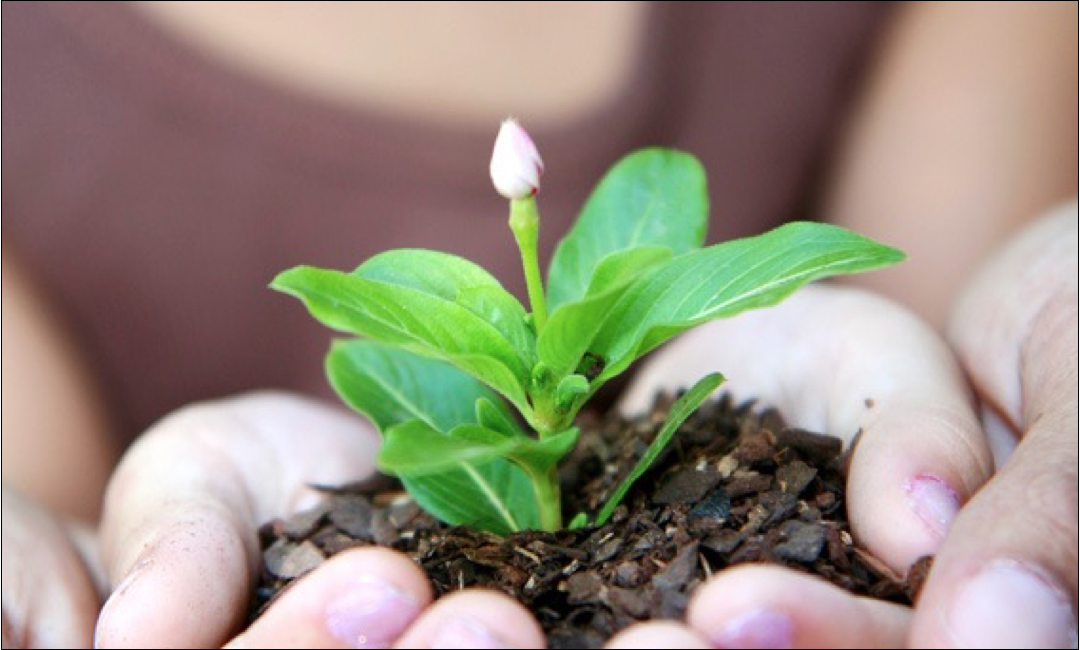 Courses — Dianne Tower Therapy Services