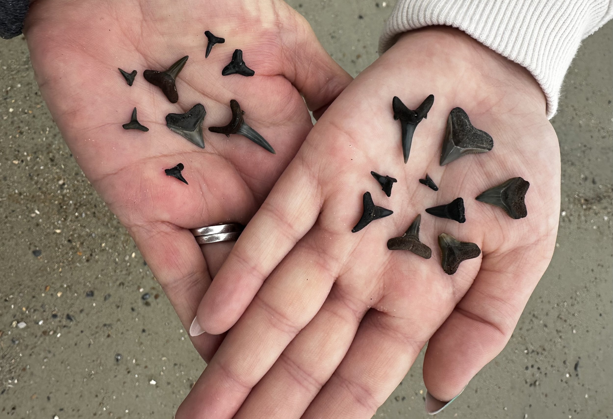 Tybee Shark Teeth Tours