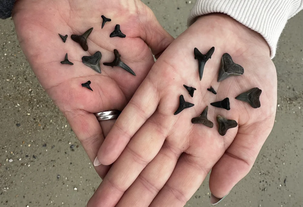 Tybee Shark Teeth Tours