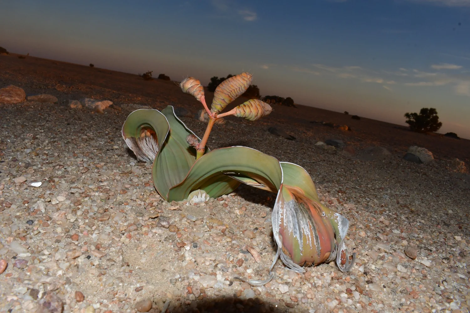 Crime Pays But Botany Doesn't