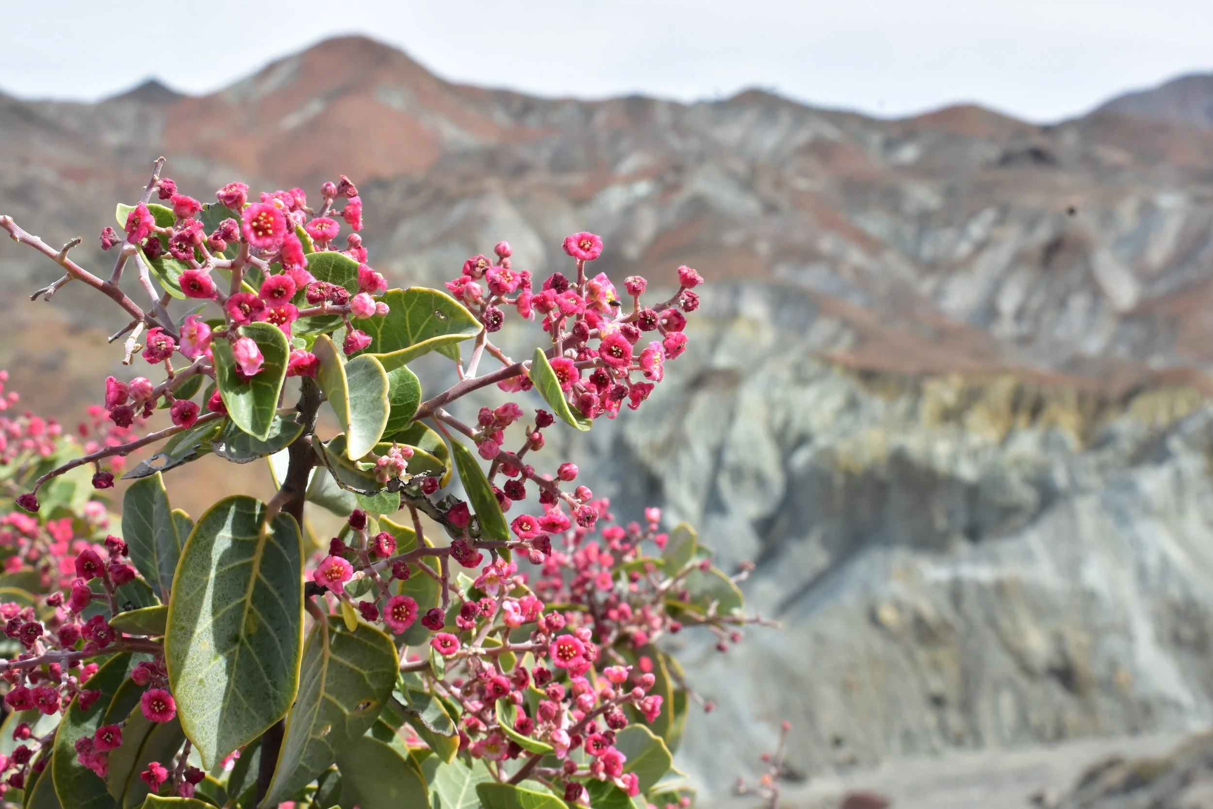 Crime Pays But Botany Doesn't