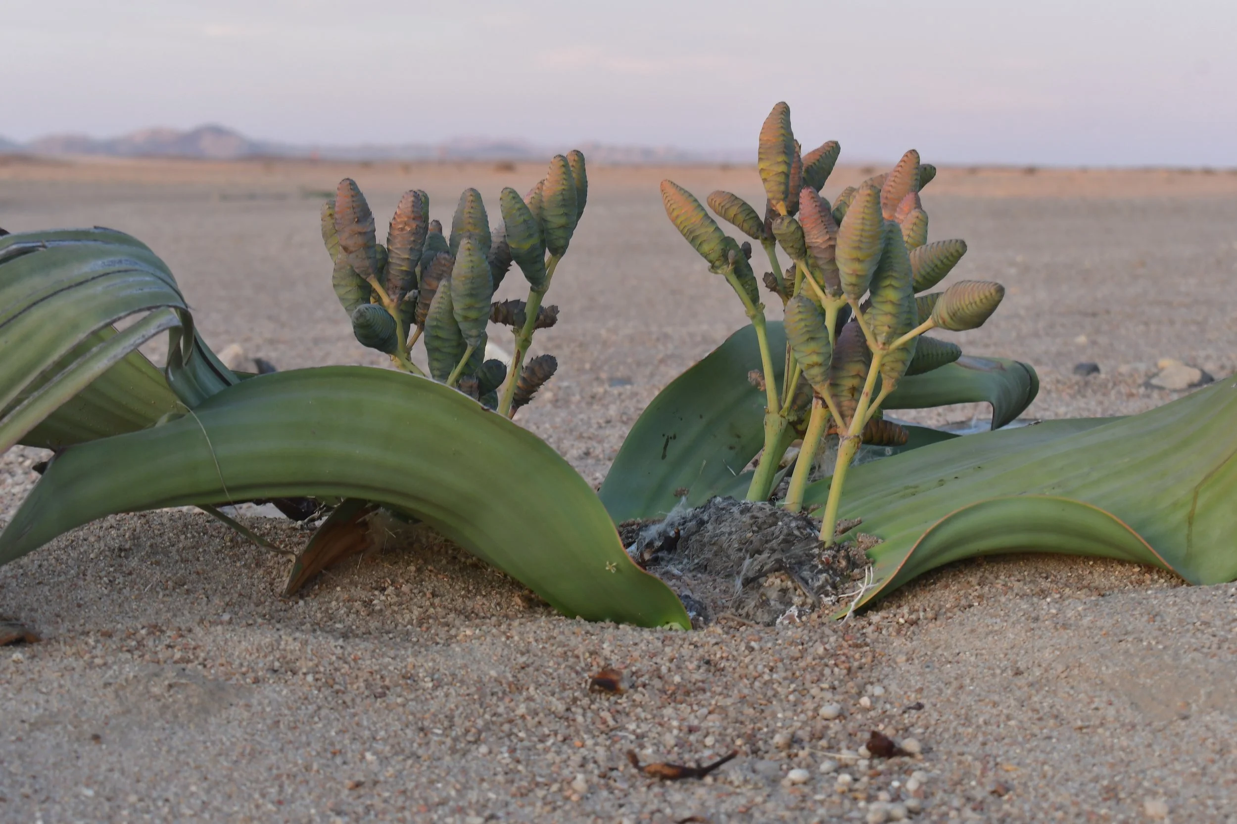 Crime Pays But Botany Doesn't