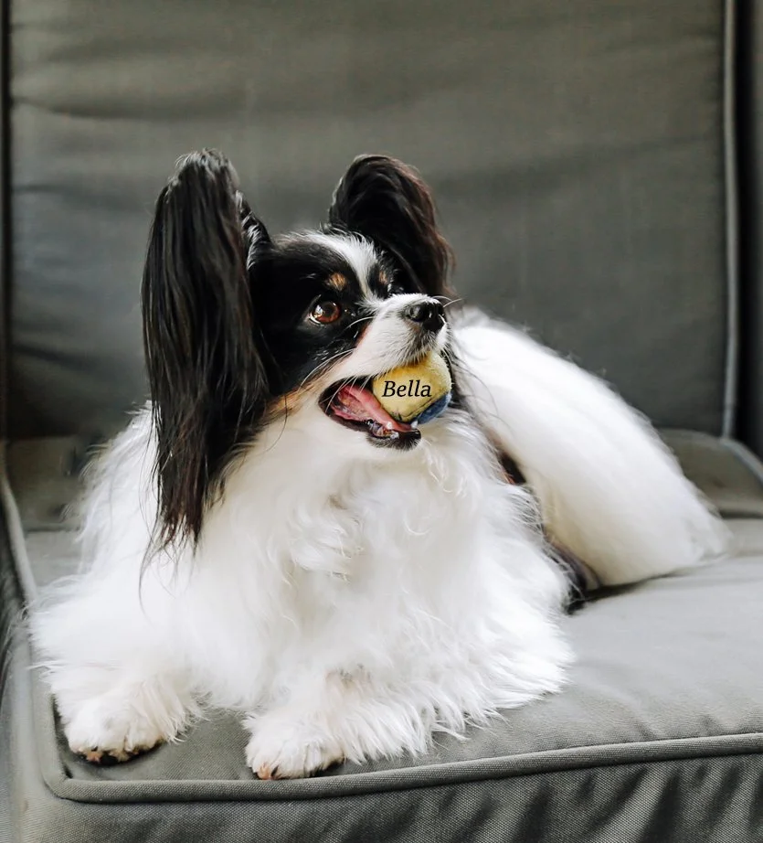 Bella the Butterfly Dog — Houston County Living Media