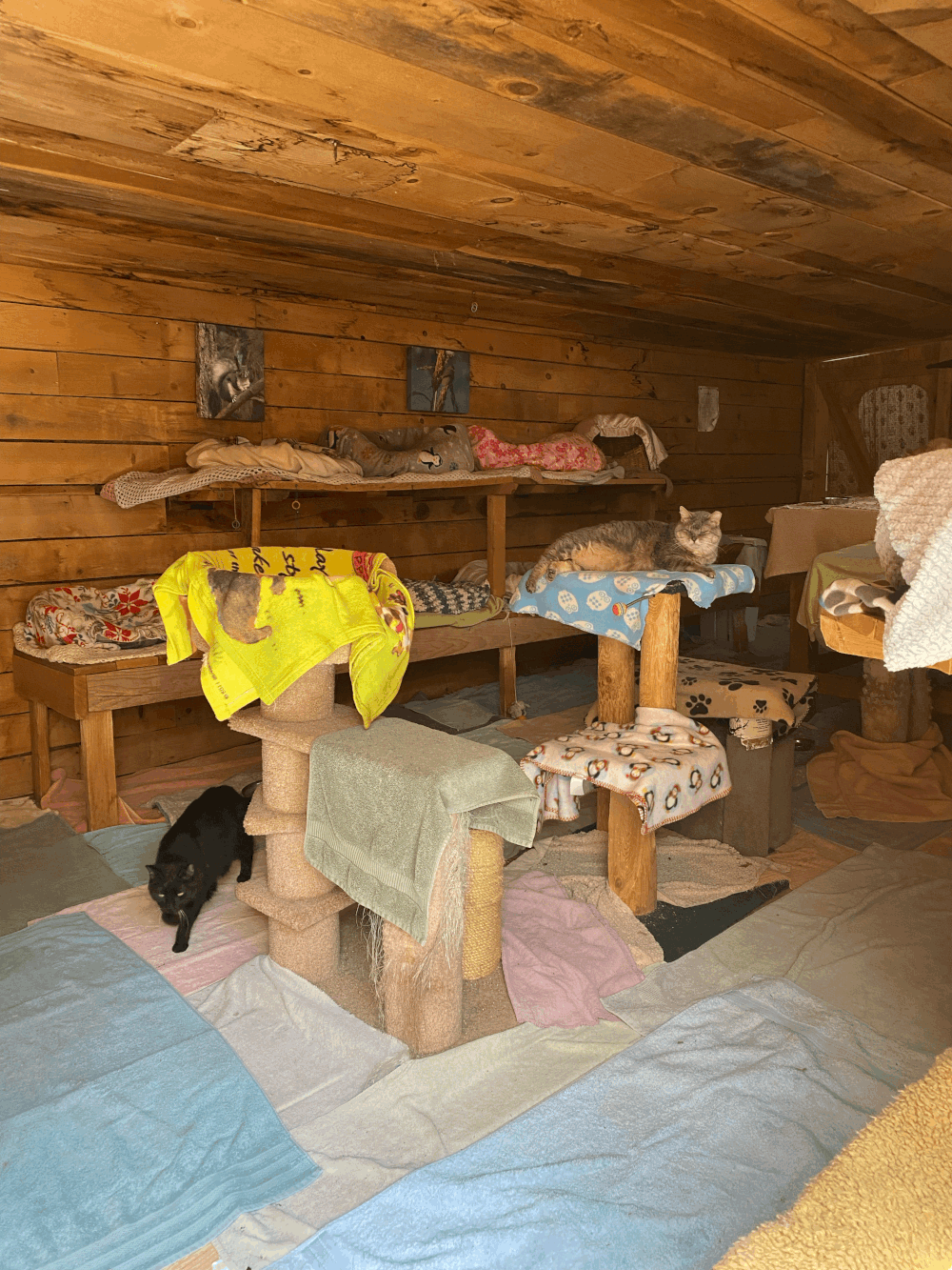 Services 4 — The Heart & Soul Animal Sanctuary