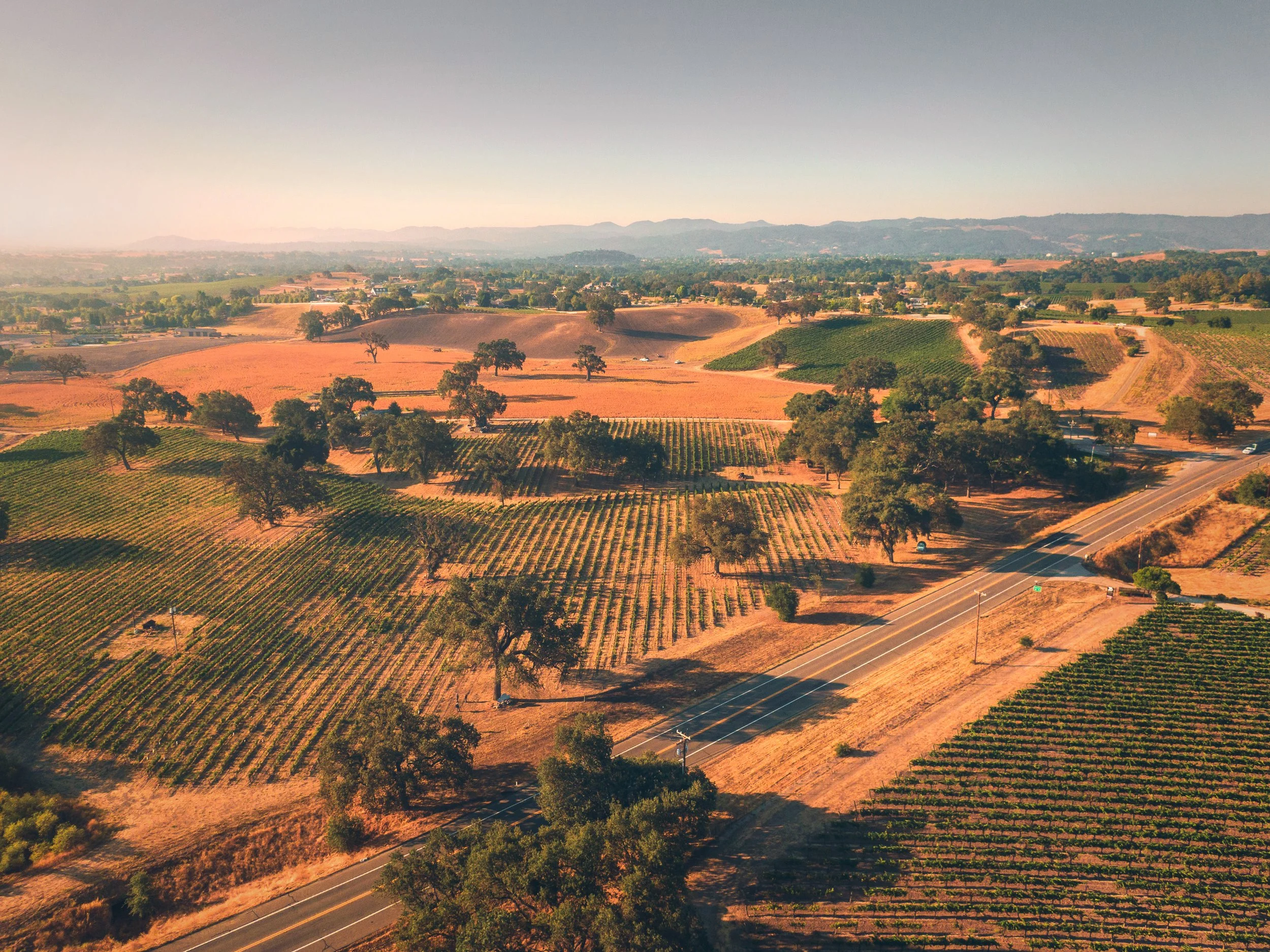Vineyards — Peachy Canyon Winery