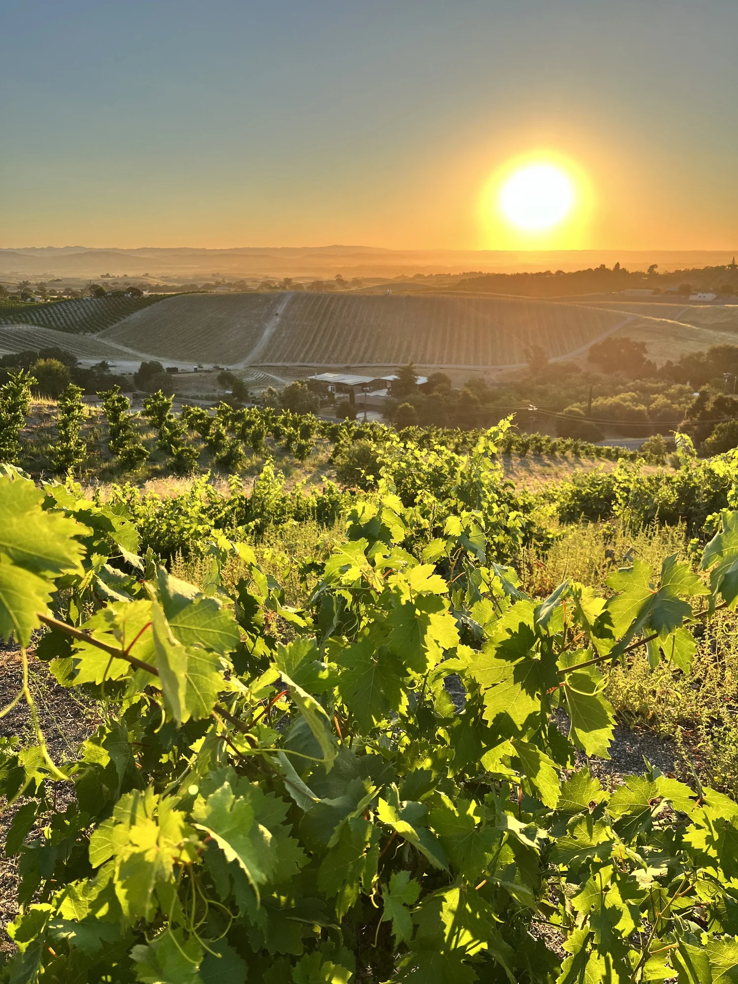 Home — Peachy Canyon Winery